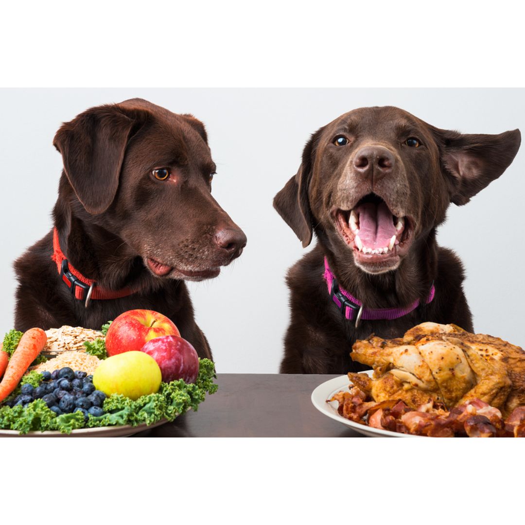 Making a Safe Thanksgiving Meal for Your Pet - The Animal Hospital of Adel